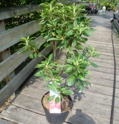 Häberli Fruchtpflanzen AG